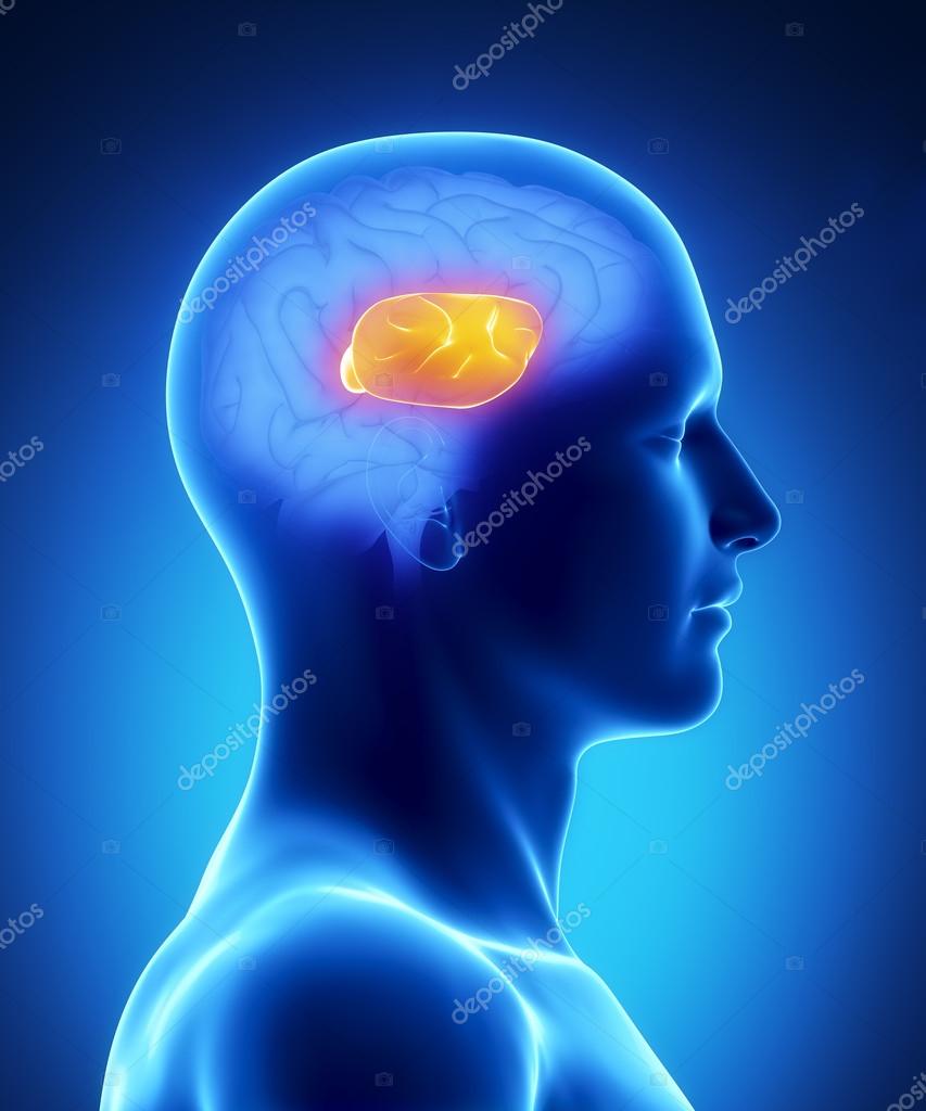 Corpus callosum - human brain part — Stock Photo © CLIPAREA #13281298