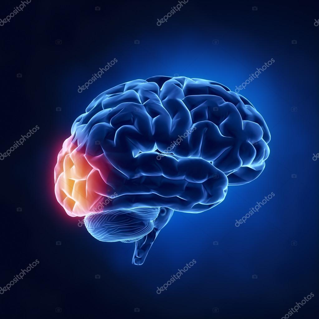 Hinterhauptslappen - menschliches Gehirn im Röntgenbild – Stockfoto ...