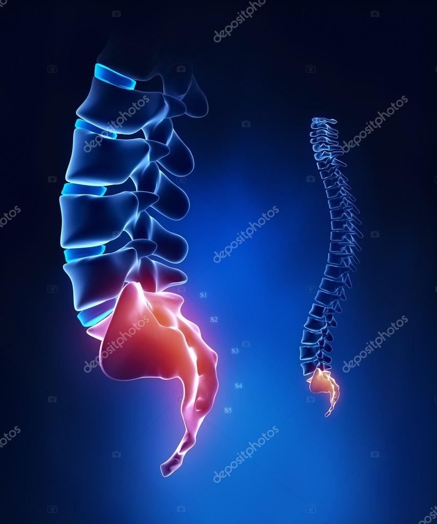 Anatomia da região sacral da coluna vertebral em azul de raios-X ...