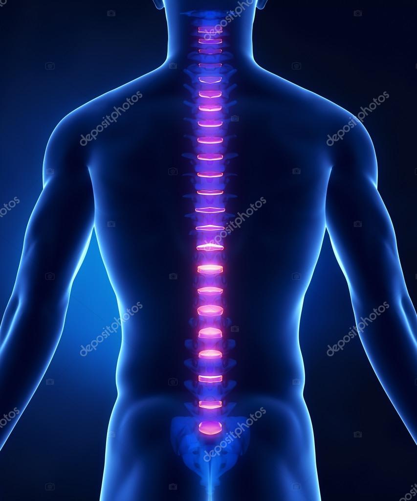 Anatomía del disco intervertebral espinal vista posterior 2022