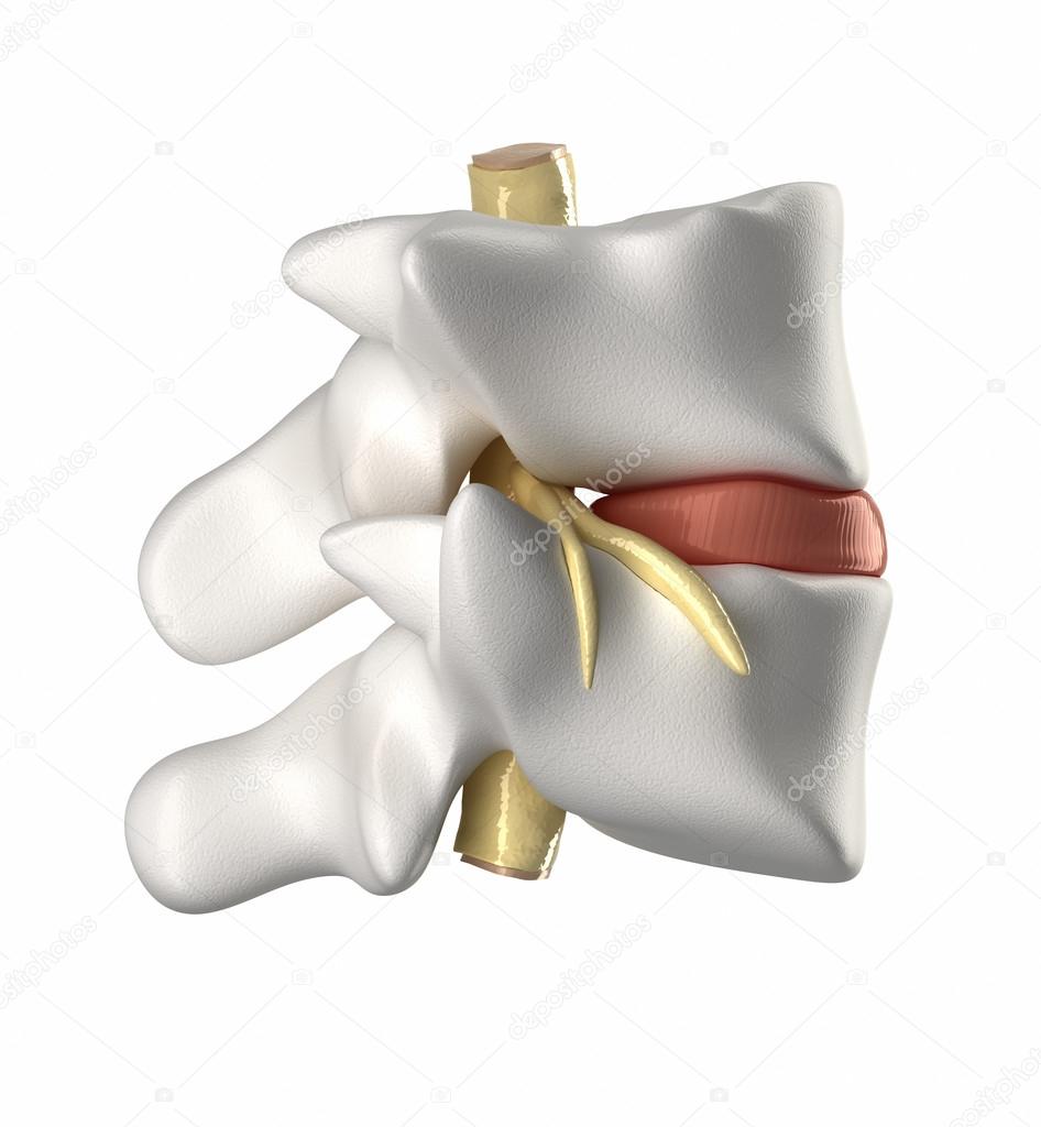 Vertebra, intervertebral disc and spinal cord — Stock Photo © CLIPAREA ...