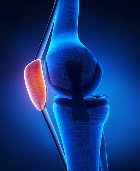 Patella Stock Photos, Royalty Free Patella Images | Depositphotos