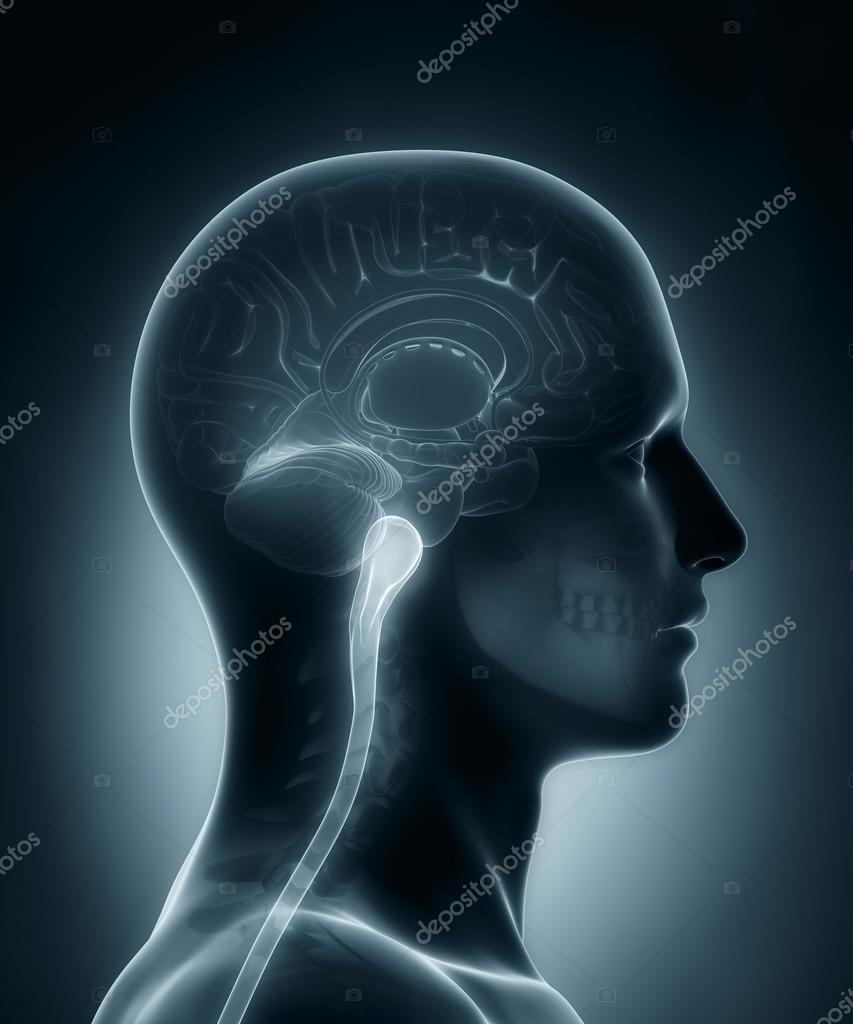 Medulla medical x-ray scan Stock Photo by ©CLIPAREA 23408766