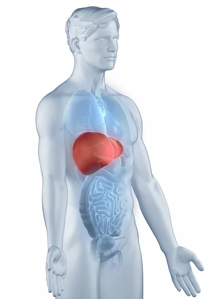 Anatomia y fisiologia del higado Stock Photos, Royalty Free Anatomia y ...