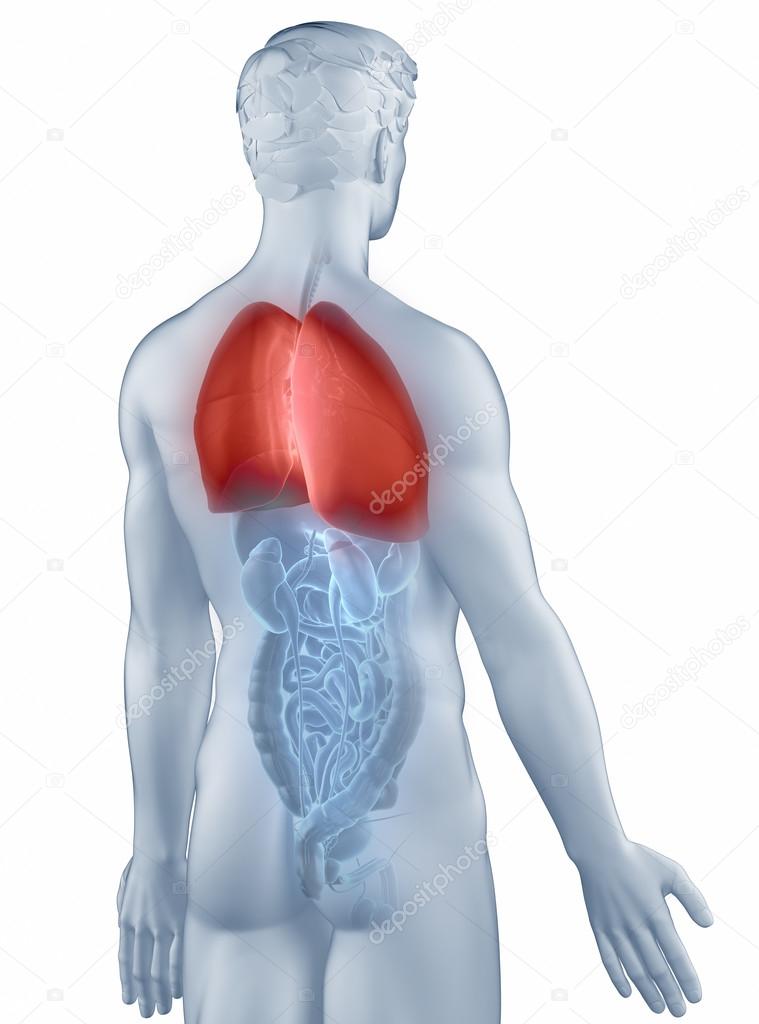 Lungs position anatomy man isolated posterior view — Stock Photo ...