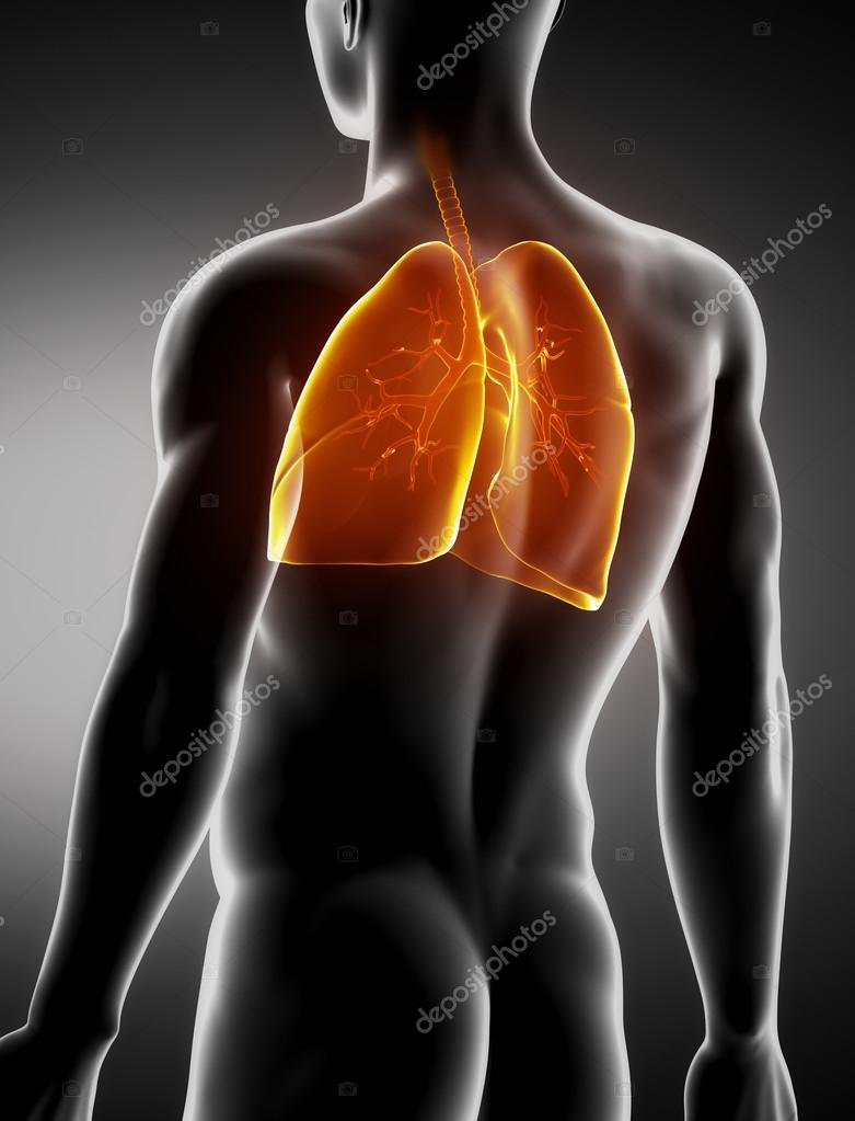 Male Lungs Back View