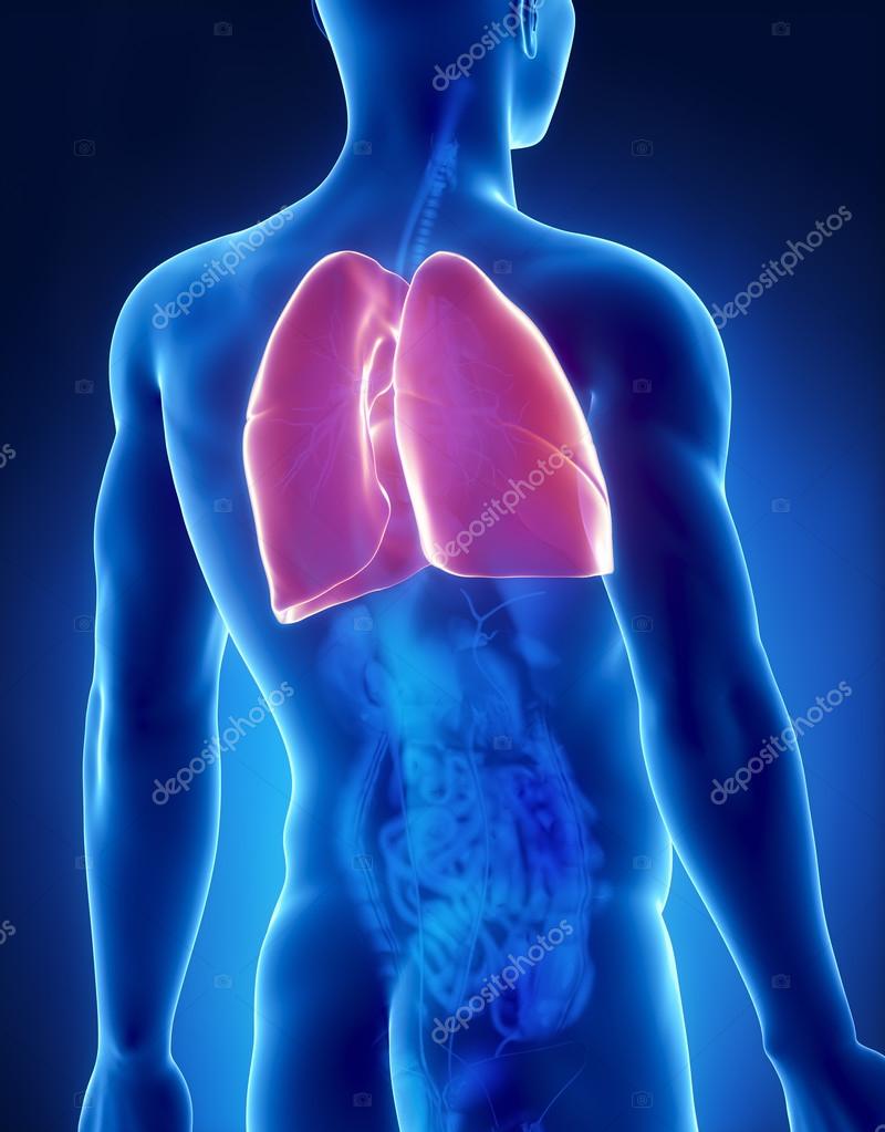 Posterieure Anatomie Van De Longen De Longen: Anatomie & Problemen