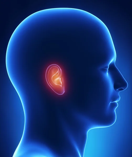 ᐈ Human ears stock pictures, Royalty Free human ear photos | download ...