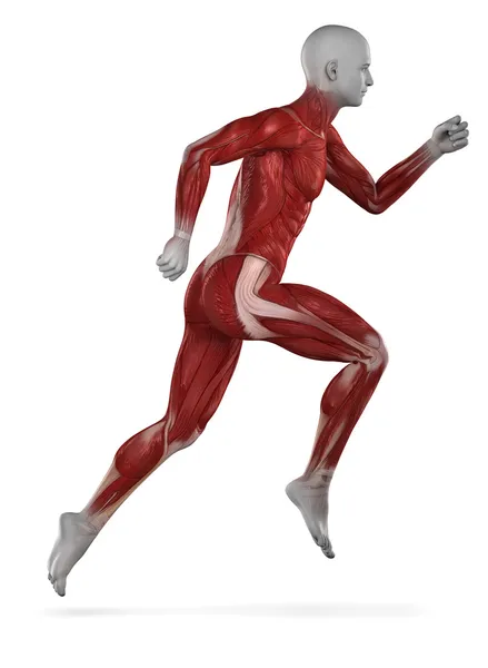 Muscle anatomy running Stock Photos, Royalty Free Muscle anatomy ...