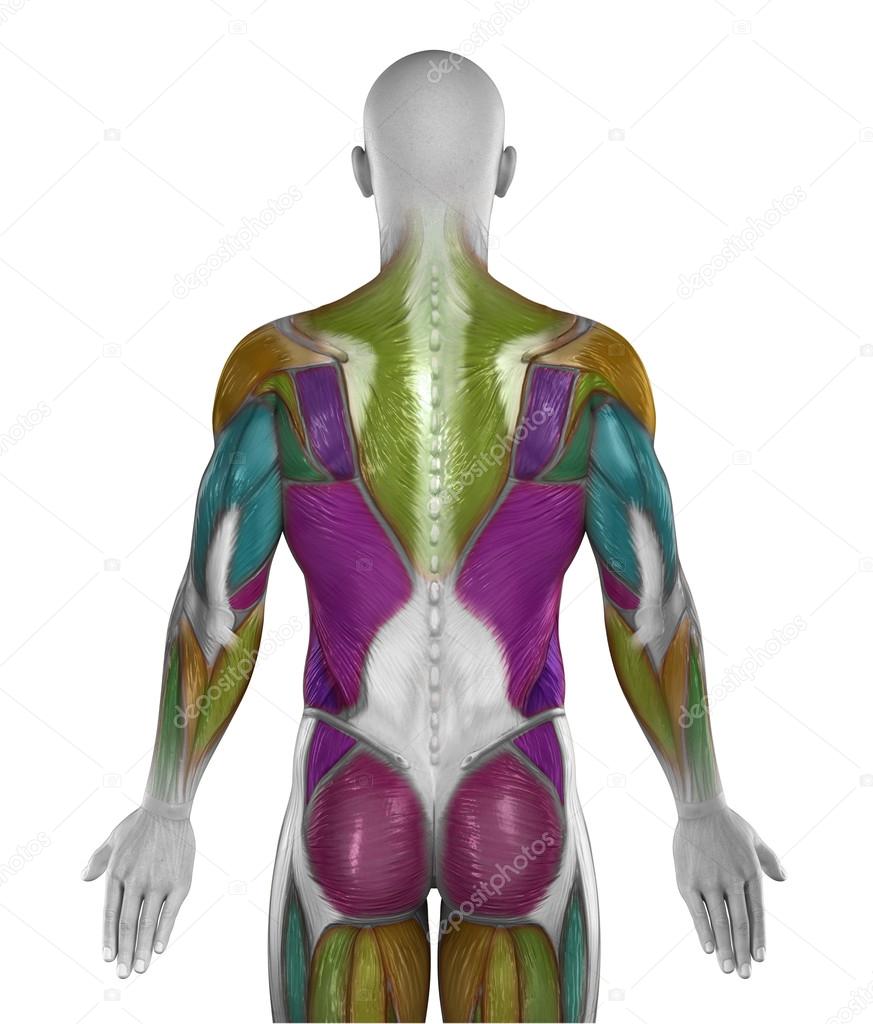 Male abdominal posterior muscles Stock Photo by ©CLIPAREA 39844359