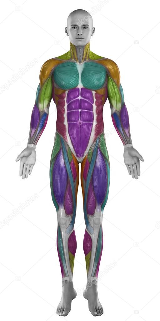 Anatomía del mapa muscular — Foto de stock #39844493 © CLIPAREA