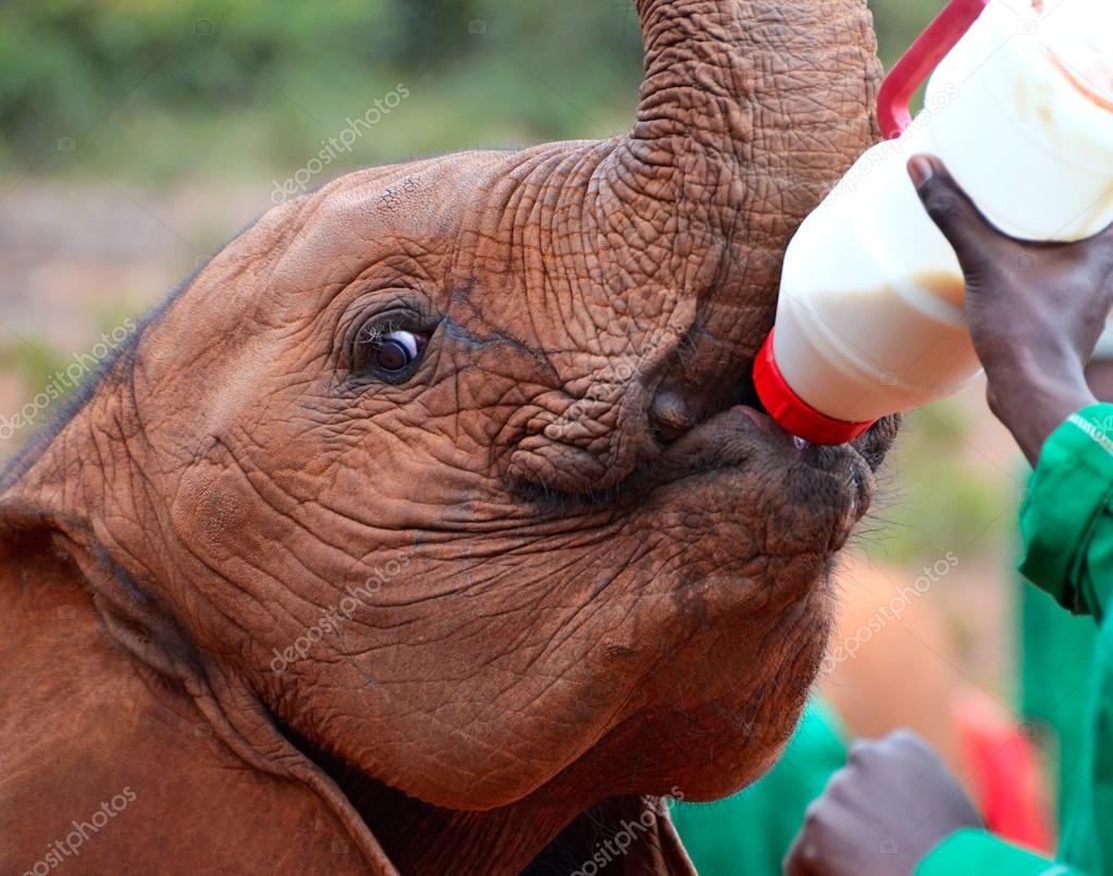 Baby elephant feeding from a bottle of milk Stock Photo by ©tr3gi 13296366