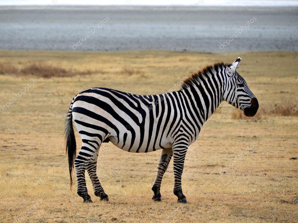 Safari -Zebra posing and curiously looking — Stock Photo © tr3gi #14975711
