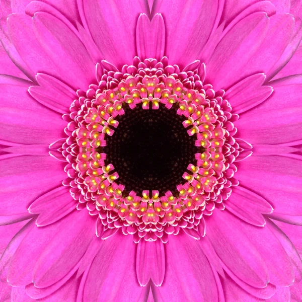 Pink sunflower Stock Photos, Royalty Free Pink sunflower Images ...