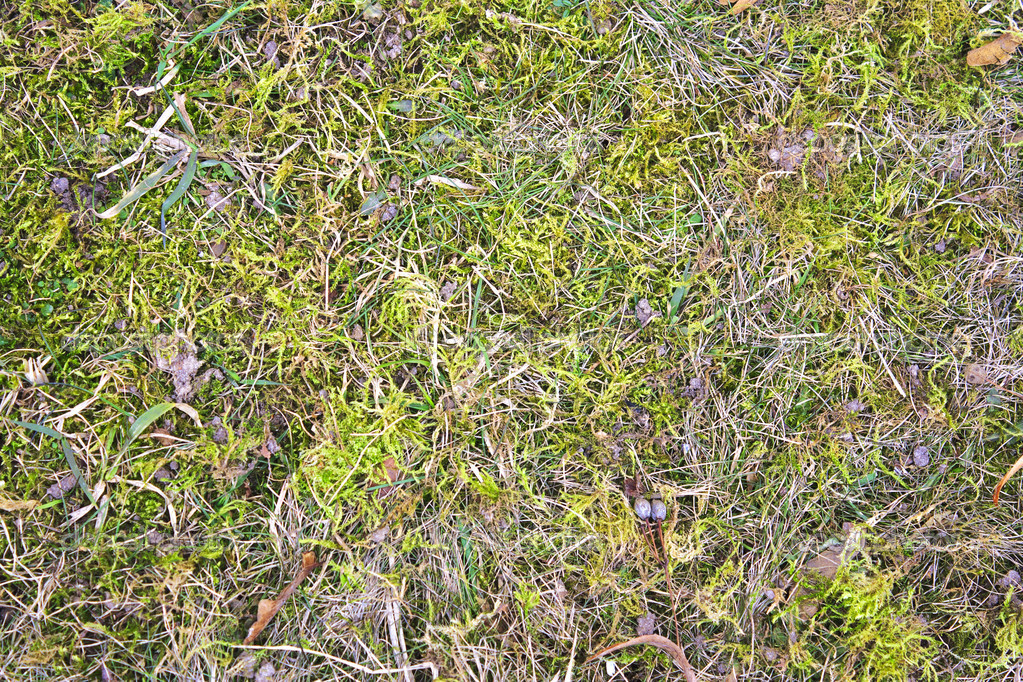 texture di erba secca — Foto Stock © alexvav3 #22697213