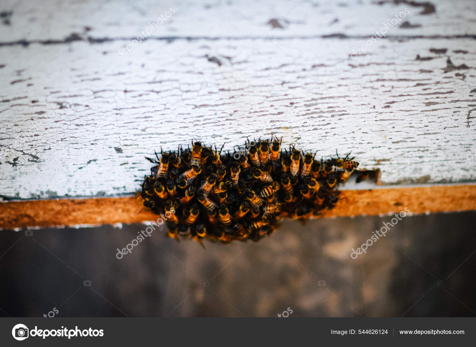 Bees Beehive Wall — Stock Photo © Irrra2022 #544626124
