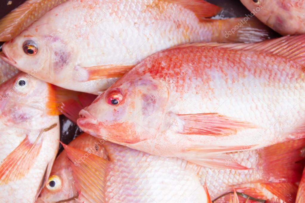 Fresh Nile Talapia Fish — Free Stock Photo © lighthouse #30909189