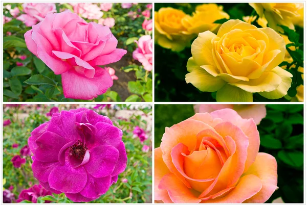 Rose flowers collage — Stock Photo © Roxana #19559589