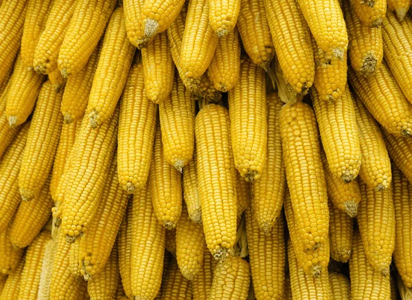 Corn background Stock Photos, Royalty Free Corn background Images ...