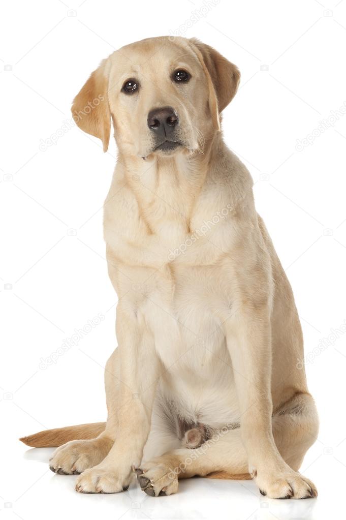 Beautiful Labrador retriever isolated on white background Stock Photo ...