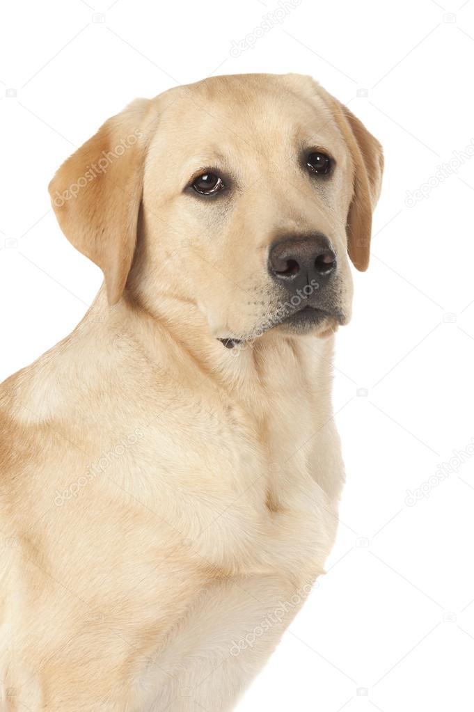 Beautiful Labrador retriever isolated on white background Stock Photo ...