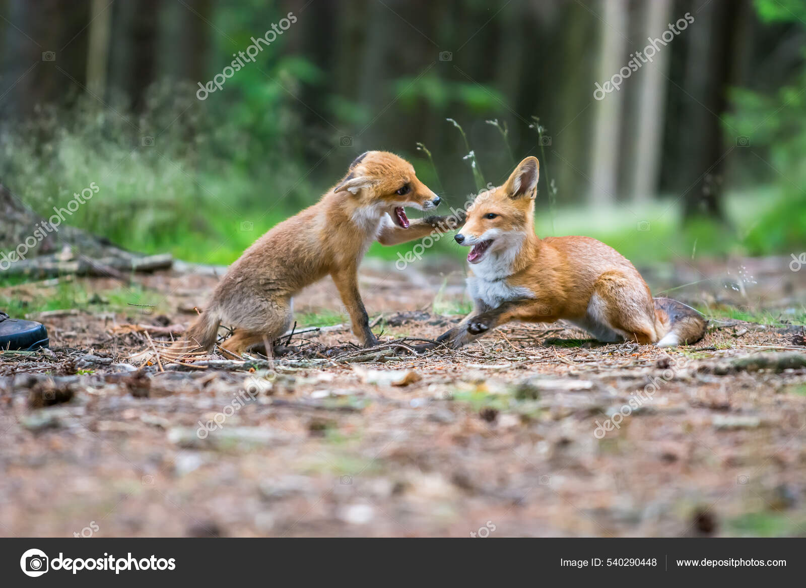Baby Red Fox Running