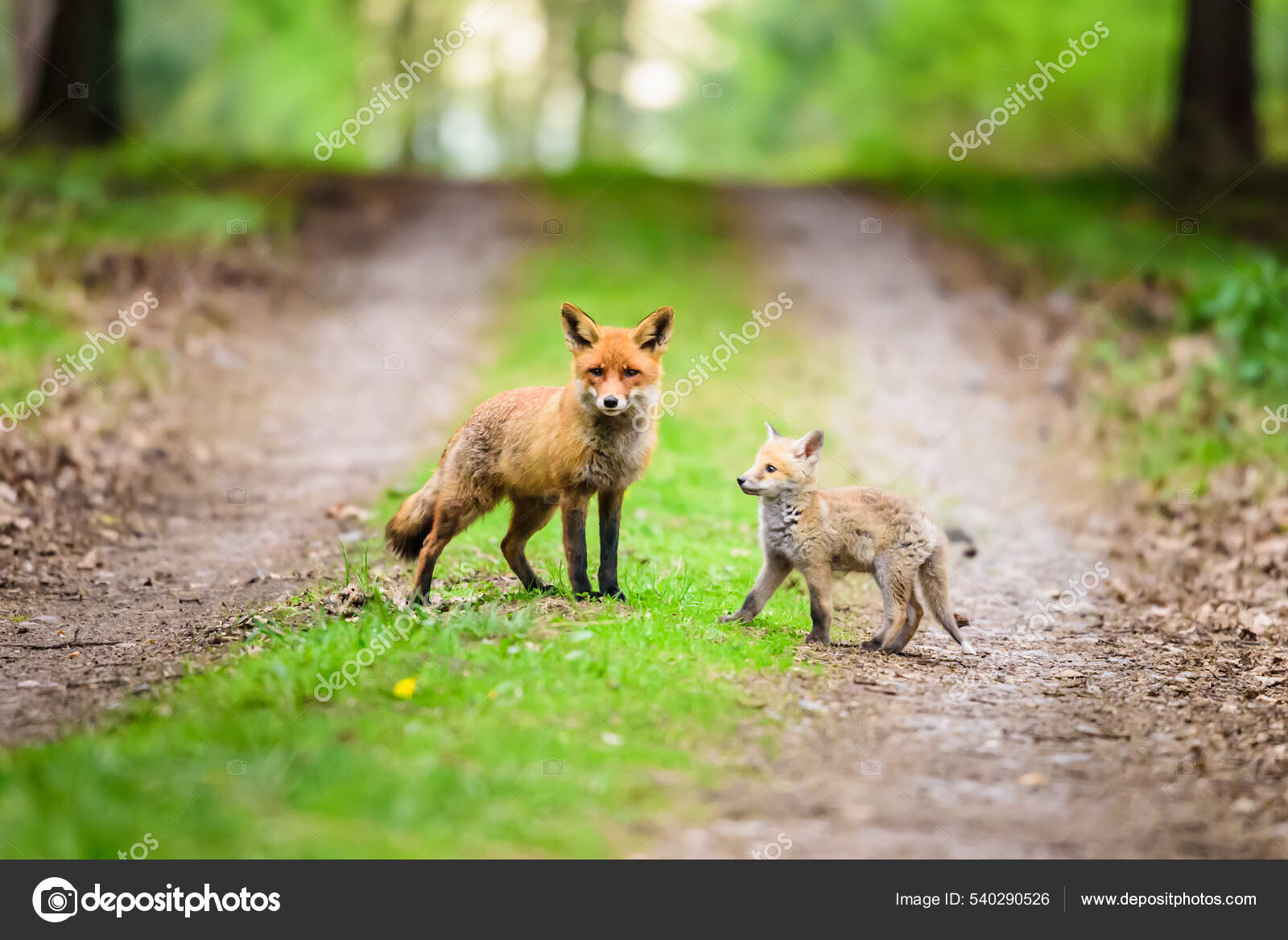 Baby Red Fox Running
