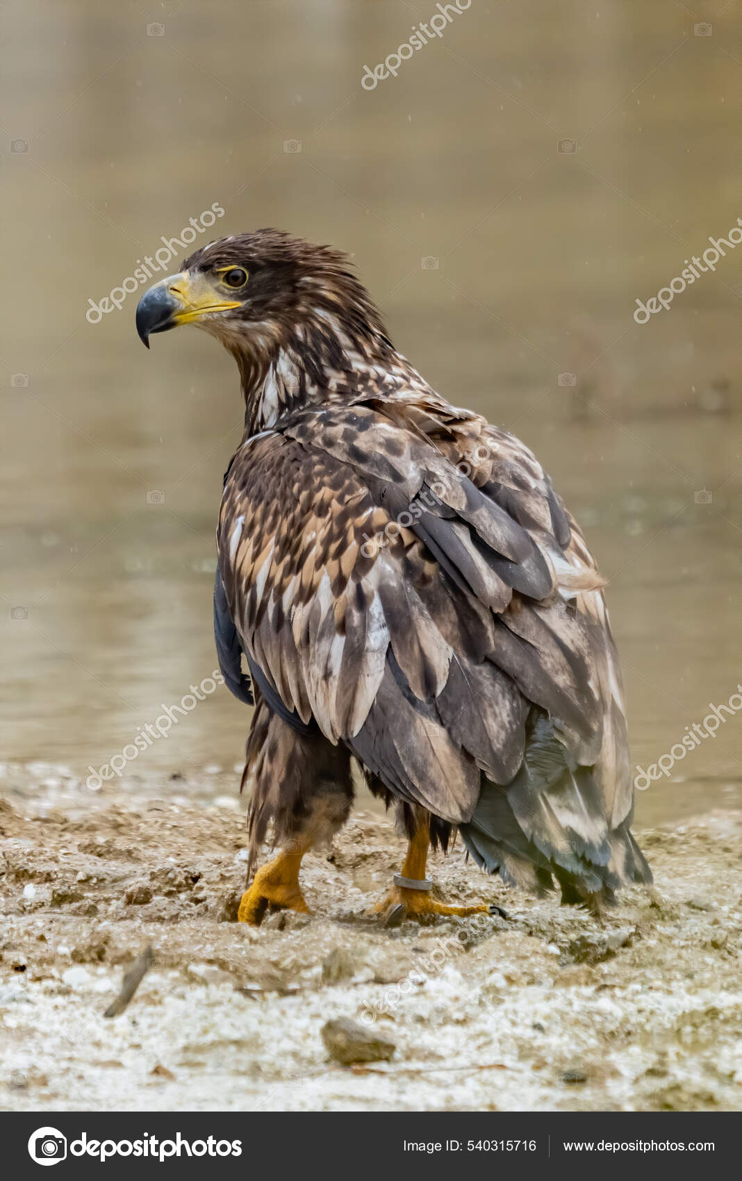 White Tailed Eagle Haliaeetus Albicilla Flight Also Known Ern Erne ...