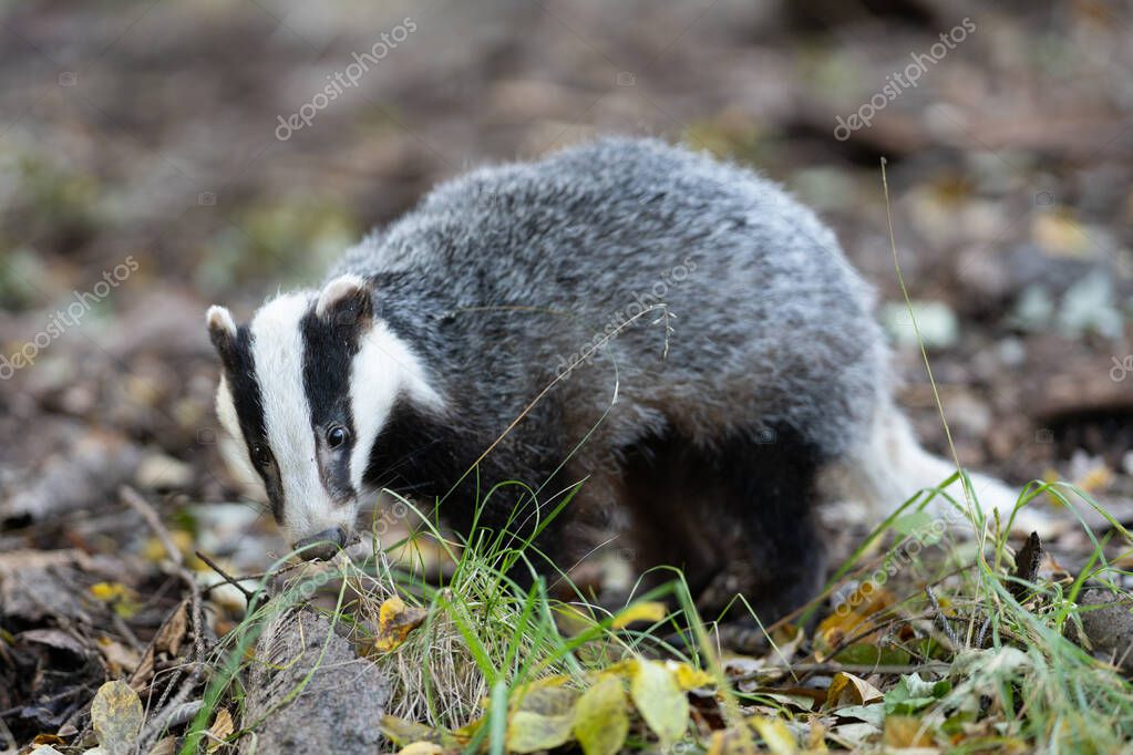 The Forest Badger (Meles Meles) in its typical drenching. The badger is ...
