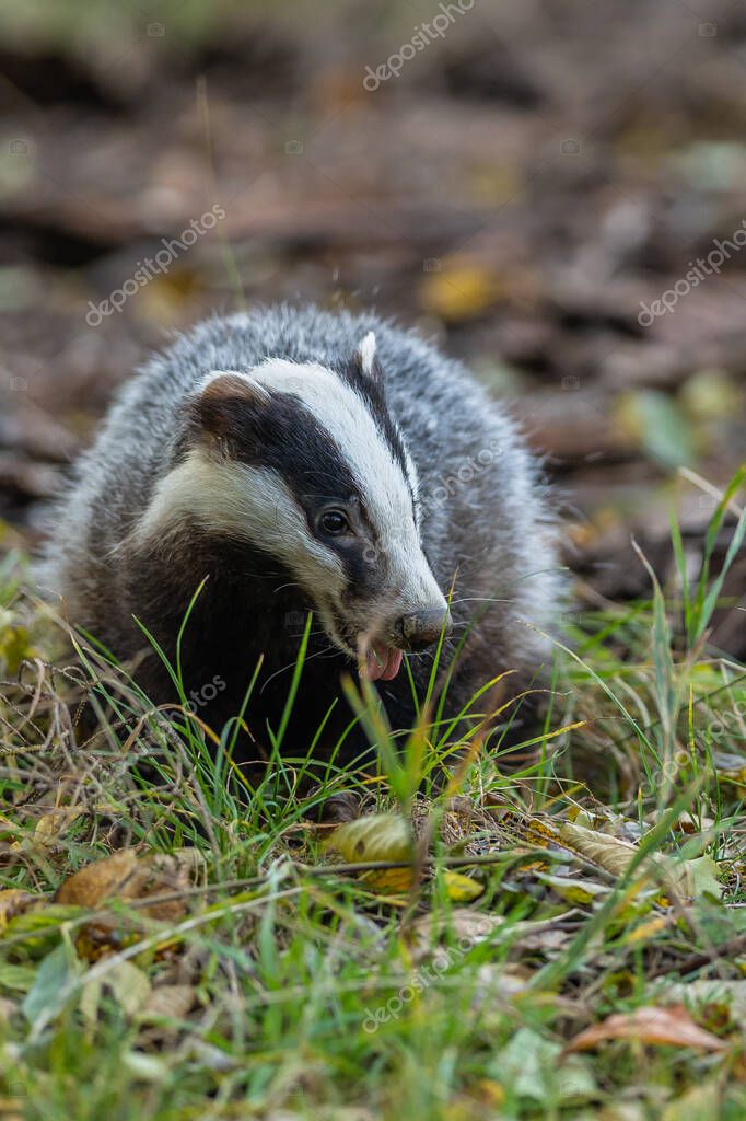 The Forest Badger (Meles Meles) in its typical drenching. The badger is ...