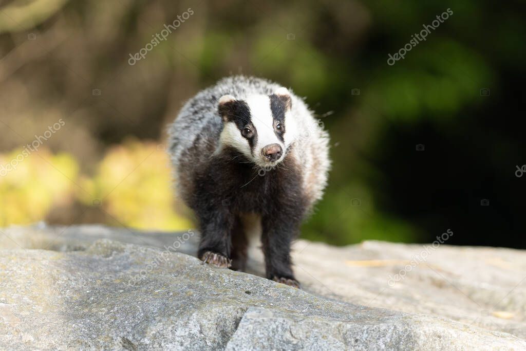 El Tejón del Bosque (Meles Meles) en su típico empapamiento. El tejón ...