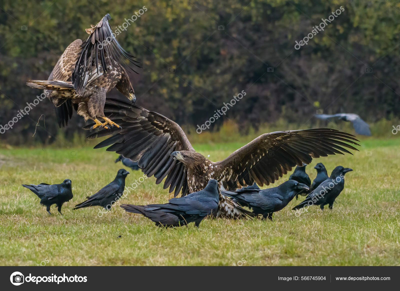 White Tailed Eagle Haliaeetus Albicilla Flight Also Known Ern Erne ...