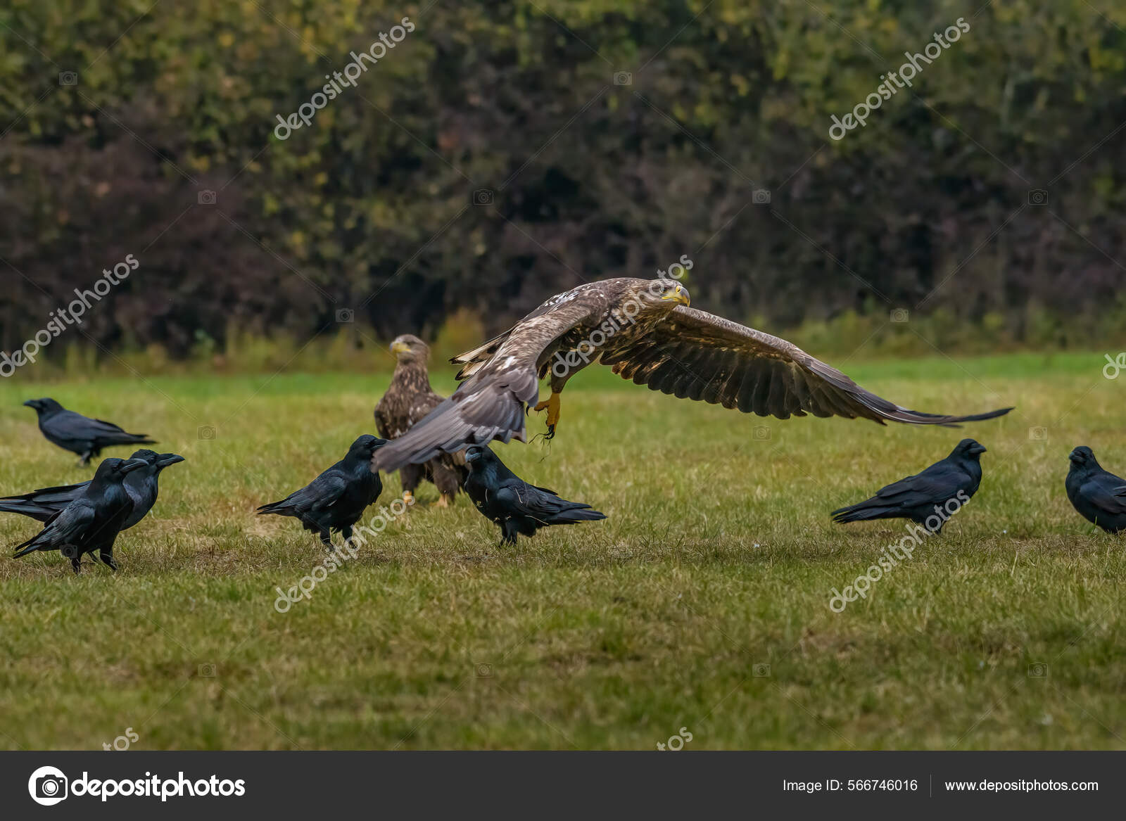 White Tailed Eagle Haliaeetus Albicilla Flight Also Known Ern Erne ...