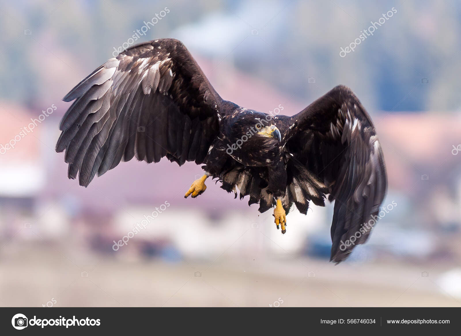 White Tailed Eagle Haliaeetus Albicilla Flight Also Known Ern Erne ...
