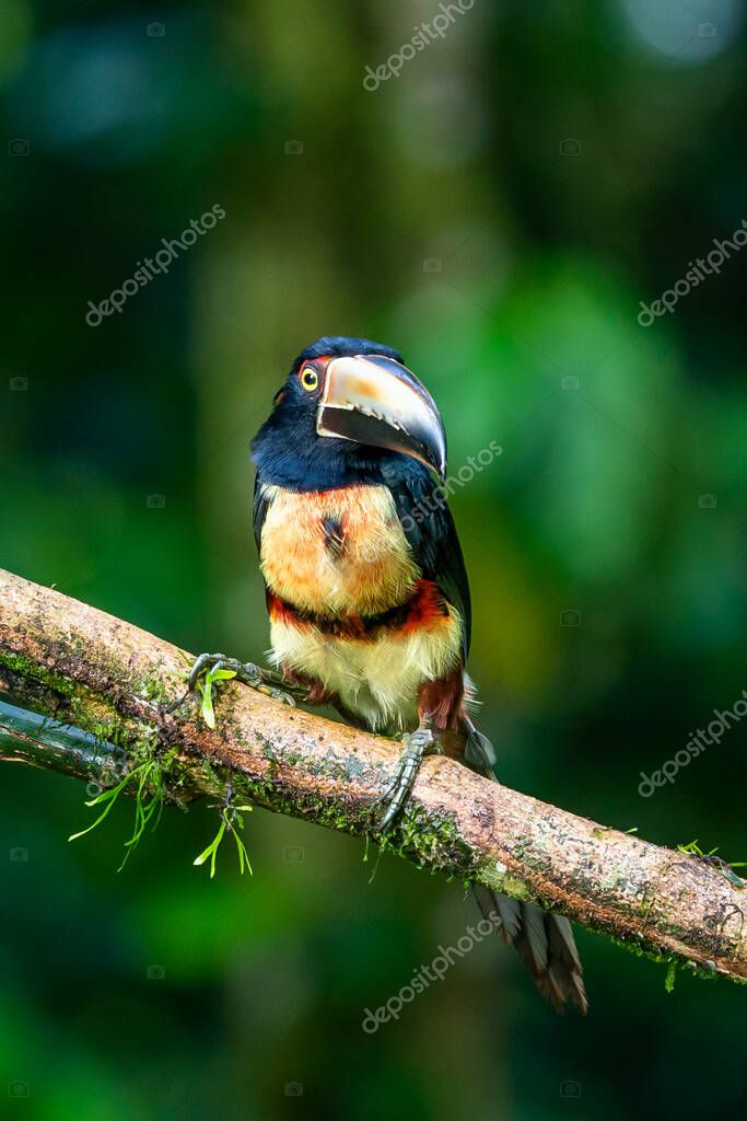 Aracari de pico ardiente - Pteroglossus frantzii es un tucán, un ave ...