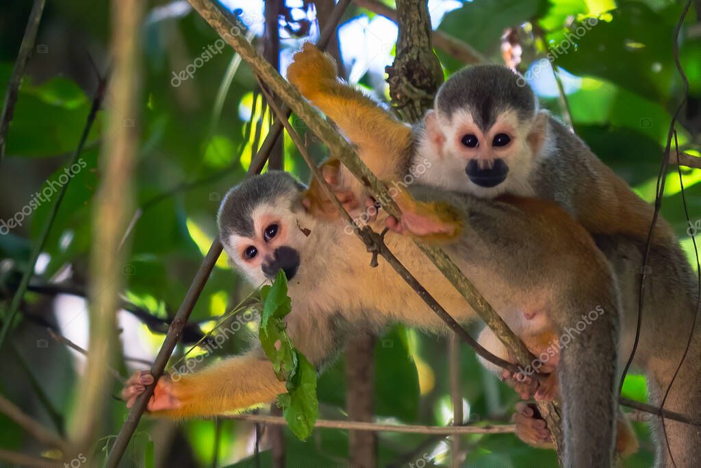 Mono ardilla, Saimiri oerstedii, sentado en el tronco del árbol con ...