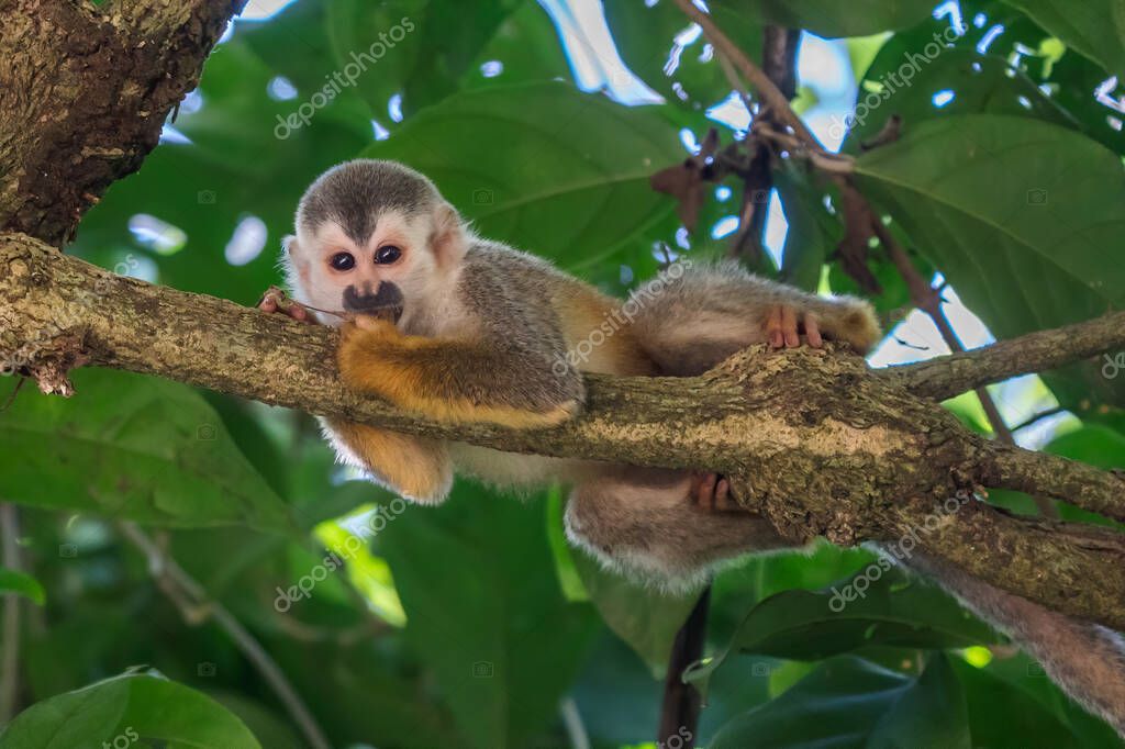 Mono ardilla, Saimiri oerstedii, sentado en el tronco del árbol con ...