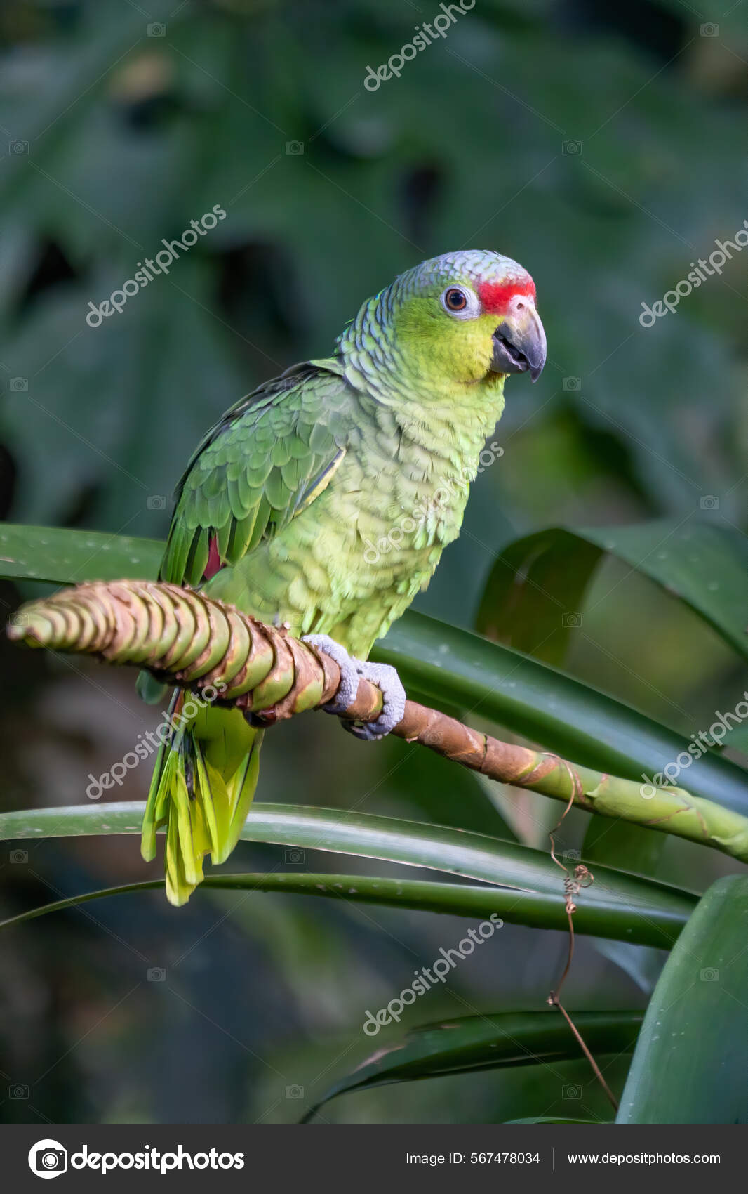 Red Lored Amazon Parrot