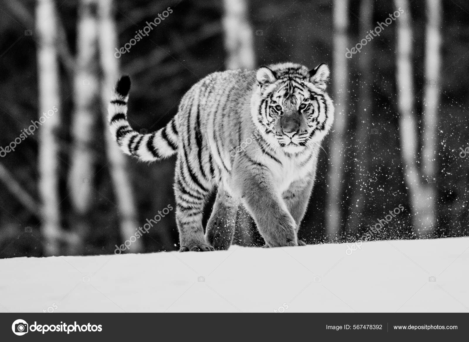 White Siberian Tiger In Snow
