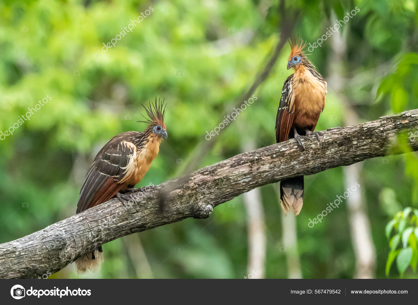 Hoatzin Opisthocomus Hoazin Crest Raised Amazon Rainforest Lake ...