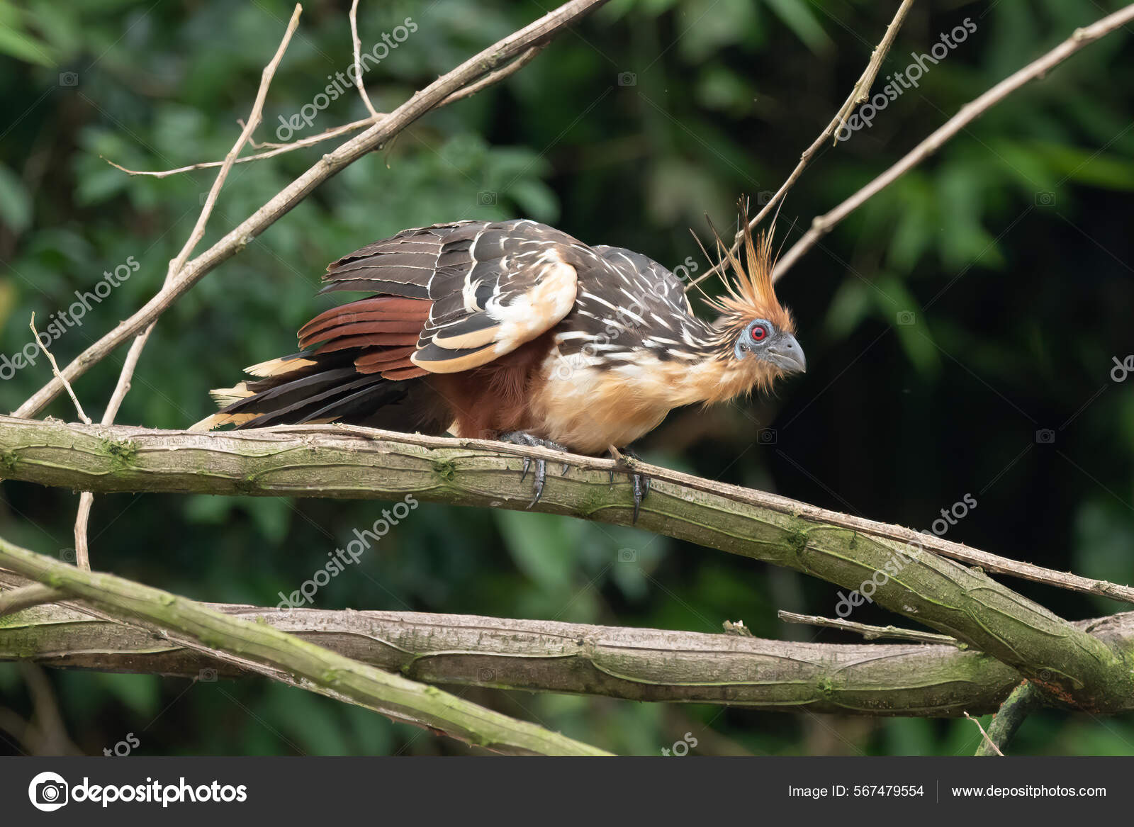 Hoatzin Opisthocomus Hoazin Crest Raised Amazon Rainforest Lake ...