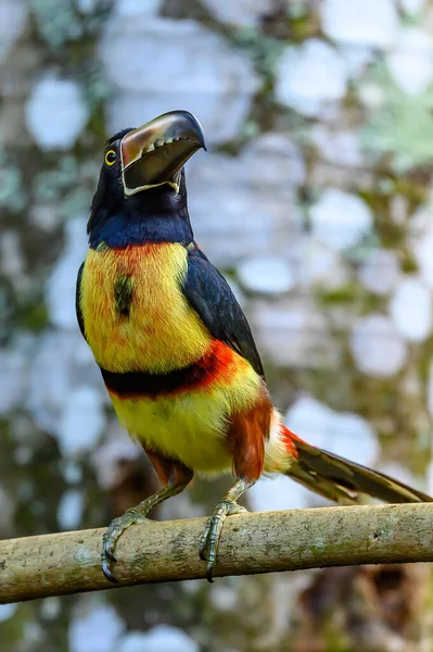 Pajaros de colombia Stock Photos, Royalty Free Pajaros de colombia ...