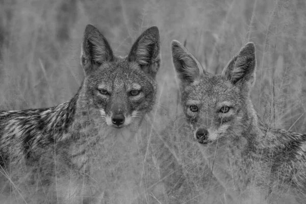 Golden Jackal, Canis aureus, with evening sun in the grass, Sri Lanka, Asia. Beautiful wildlife ...