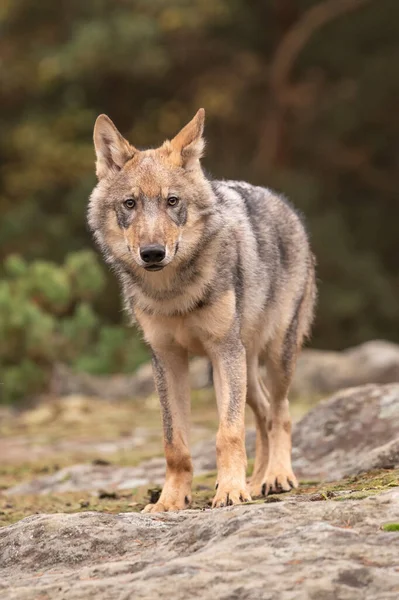 Spotted wolf Stock Photos, Royalty Free Spotted wolf Images | Depositphotos