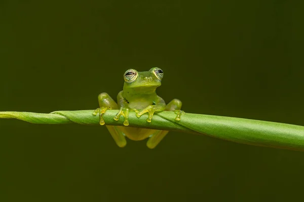 Glass frog Stock Photos, Royalty Free Glass frog Images | Depositphotos