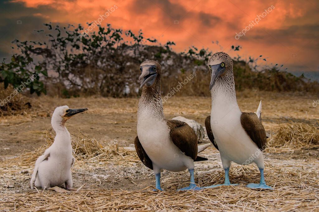 Booby de patas azules (Sula nebouxii), subespecie del Pacífico Oriental ...