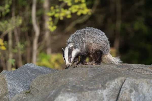 El Tejón del Bosque (Meles Meles) en su típico empapamiento. El tejón ...