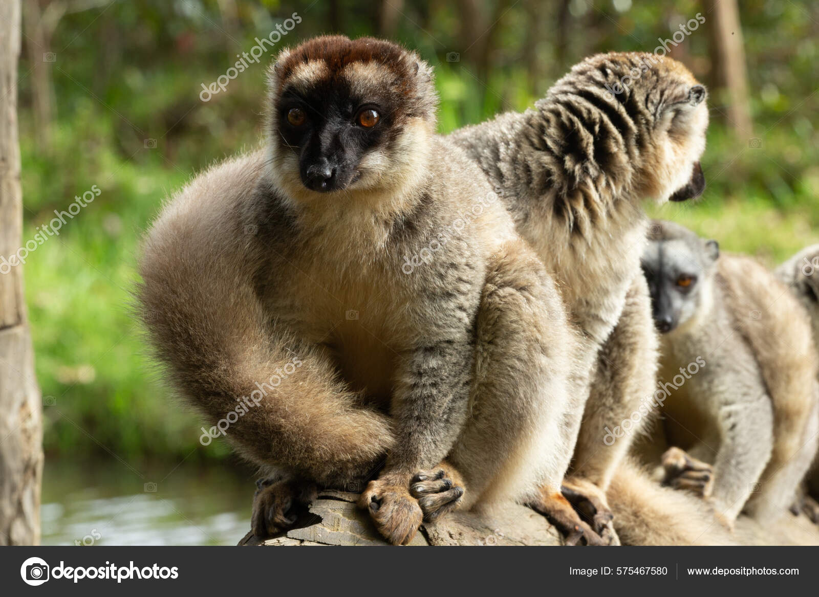 Little Monkey From Madagascar