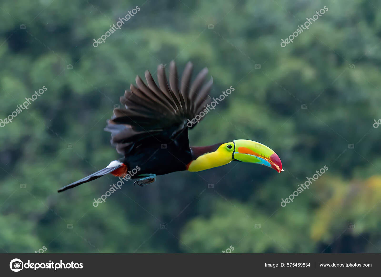 Keel Billed Toucan Flying