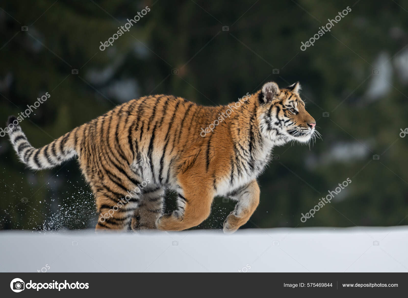 Animal Tigers Running